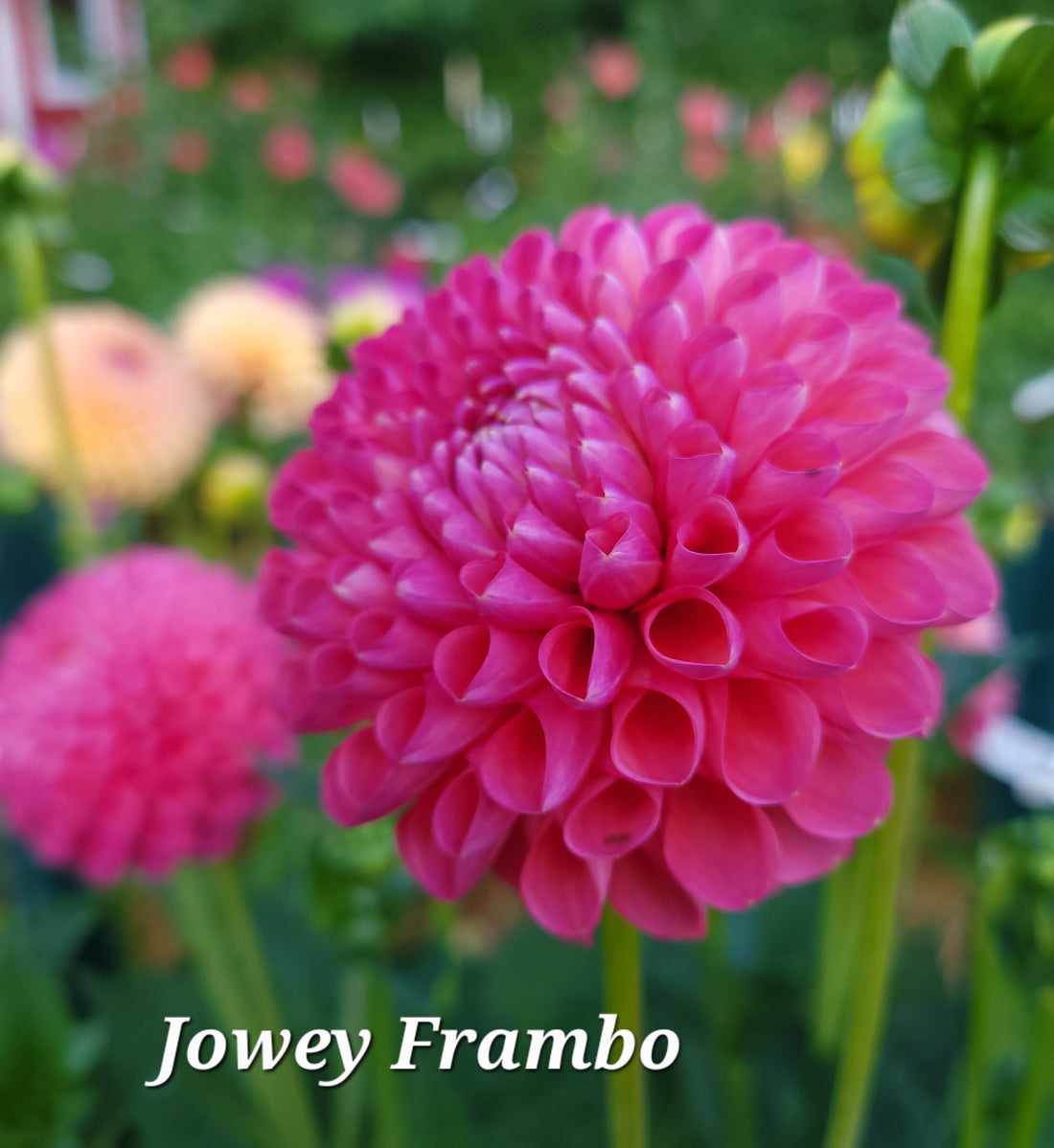 Jowey Frambo Dahlia Tuber – Newberry Hill Dahlias