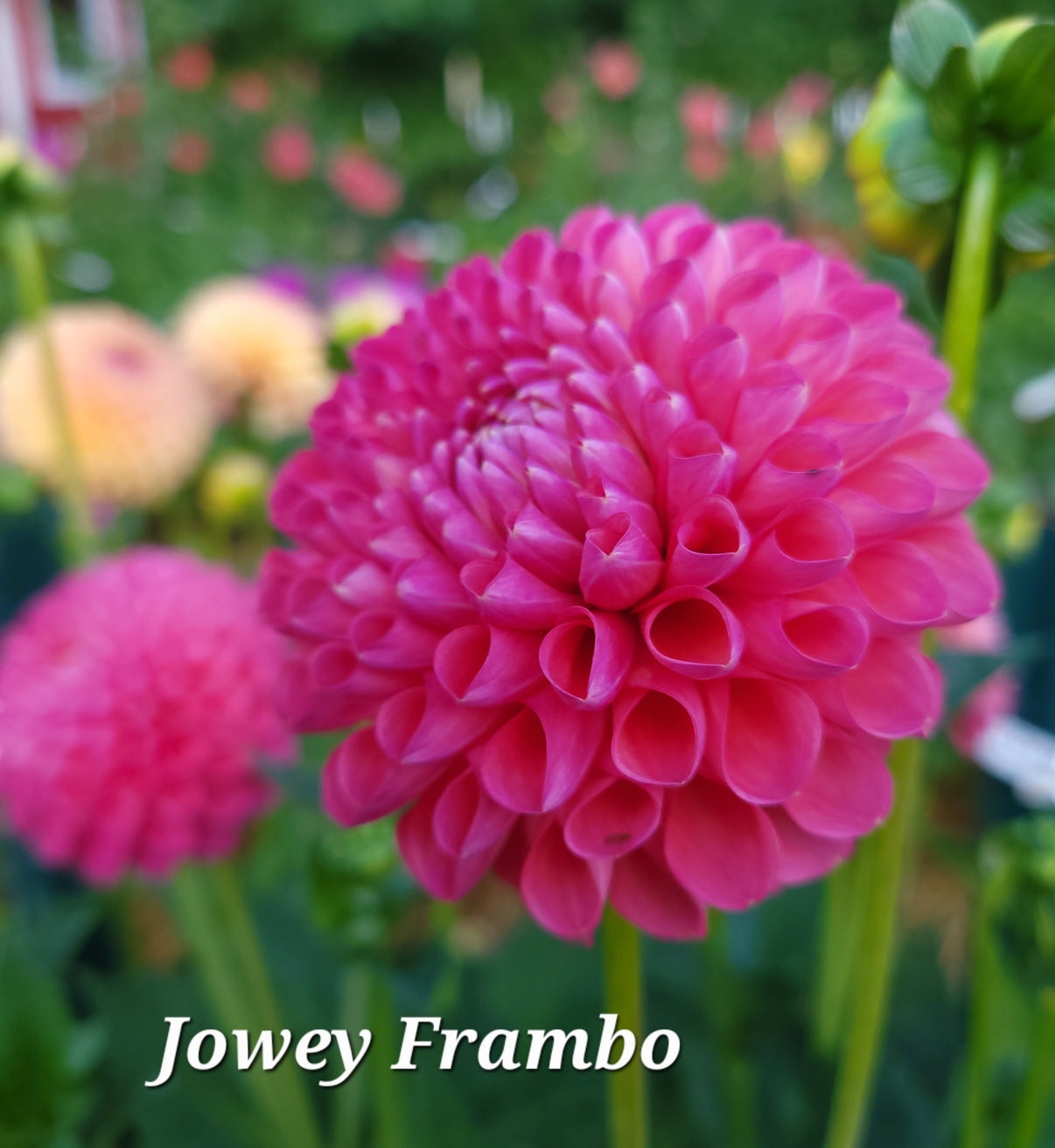 Jowey Frambo Dahlia Tuber – Newberry Hill Dahlias