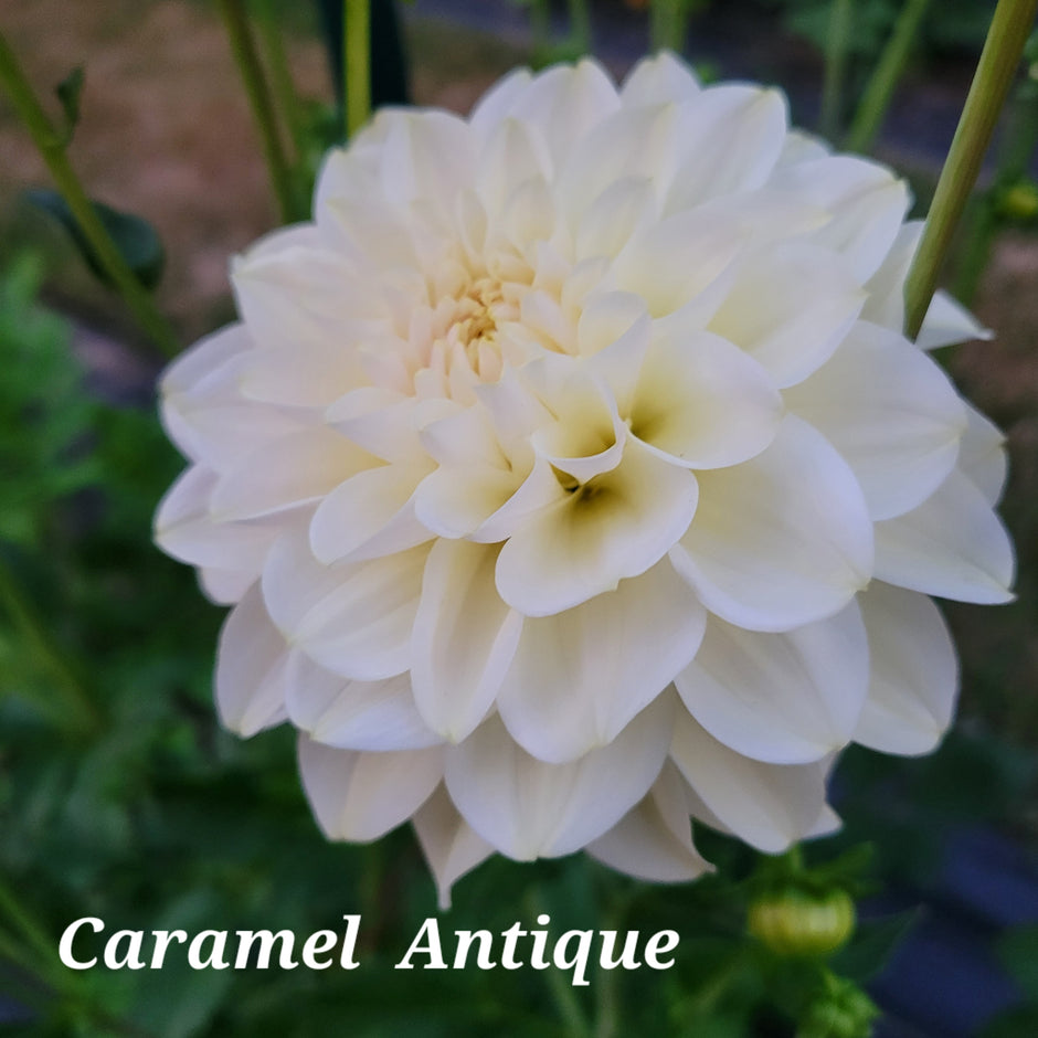 Products – Page 2 – Newberry Hill Dahlias