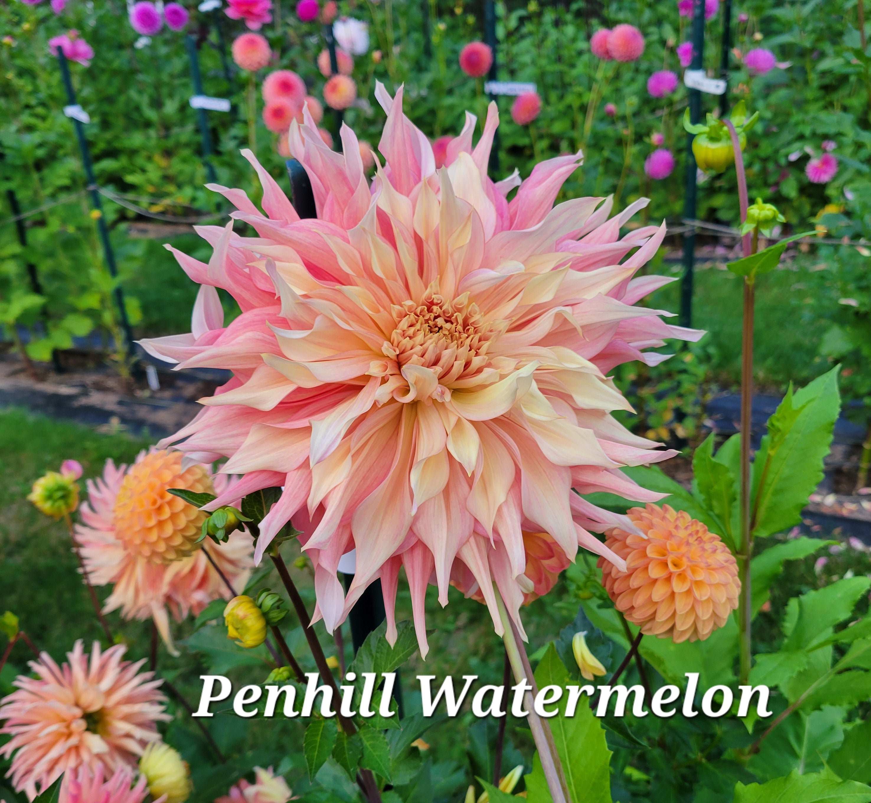 Penhill Watermelon Dahlia Tuber – Newberry Hill Dahlias