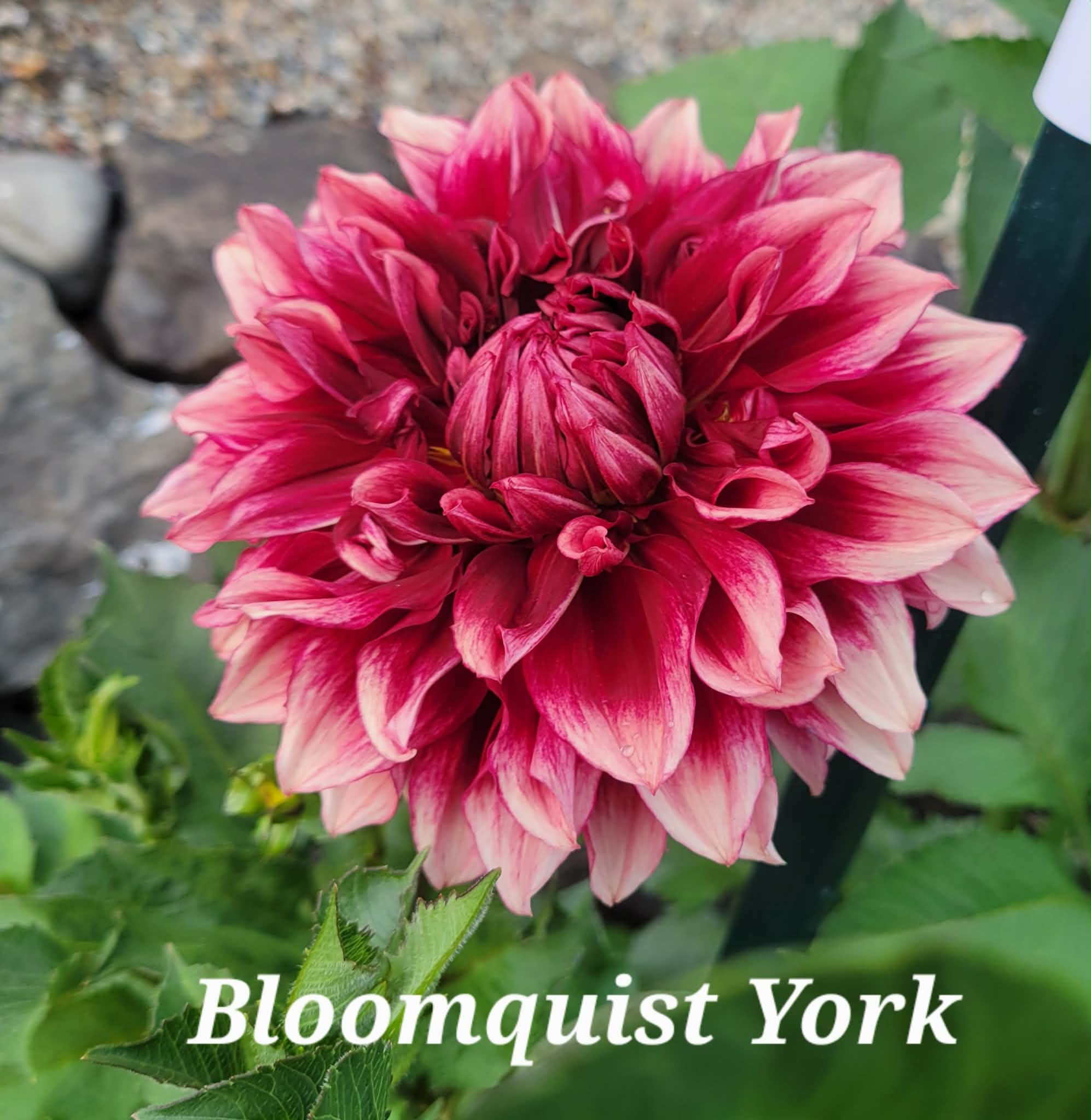 Bloomquist York Dahlia Tuber – Newberry Hill Dahlias