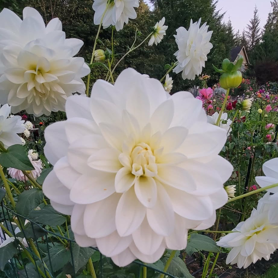 Bridezilla Dahlia Tuber – Newberry Hill Dahlias