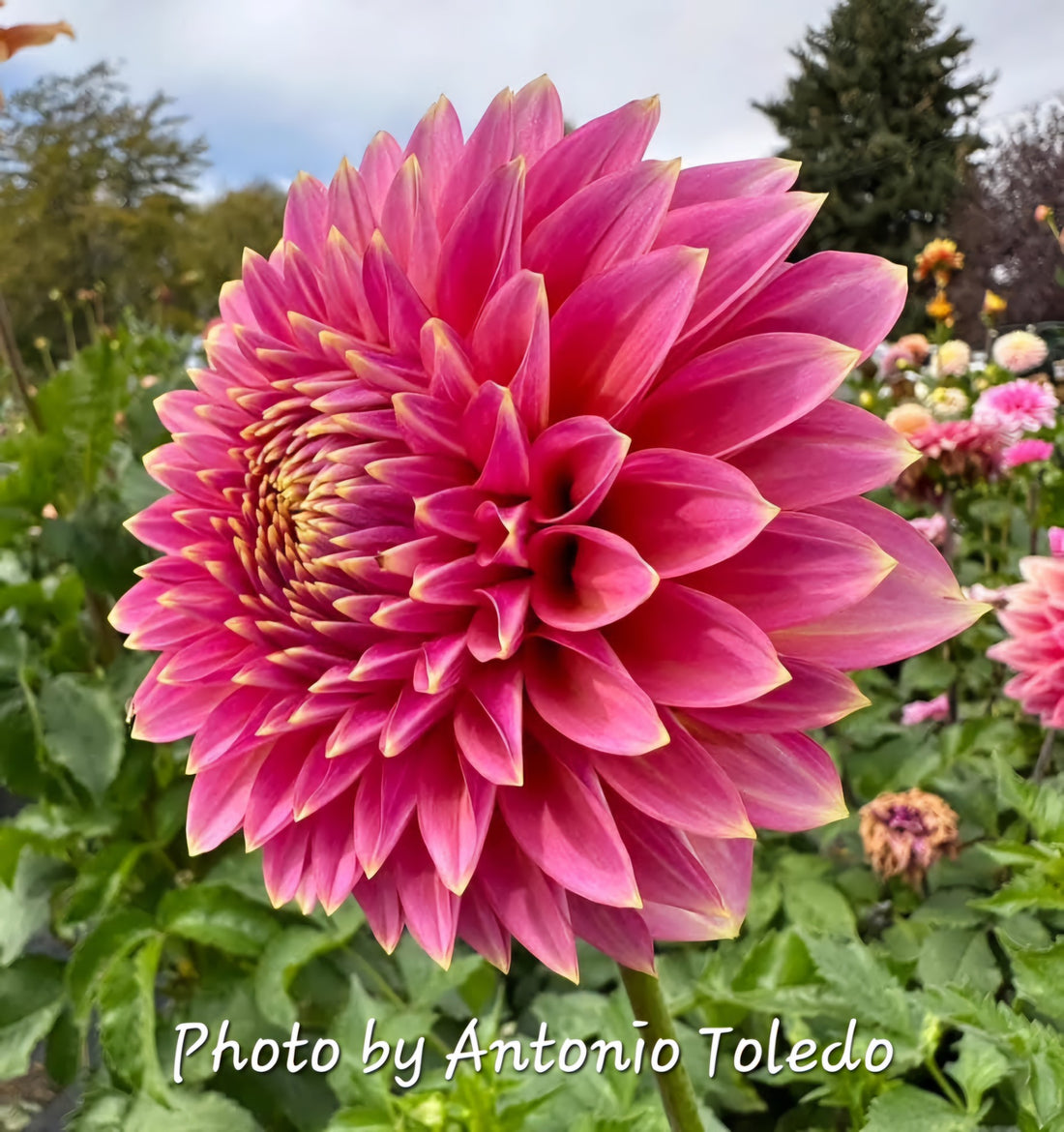 Bloomquist MOJO Dahlia Tuber – Newberry Hill Dahlias
