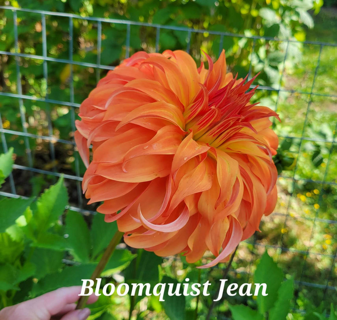 Bloomquist Jean Dahlia Tuber – Newberry Hill Dahlias